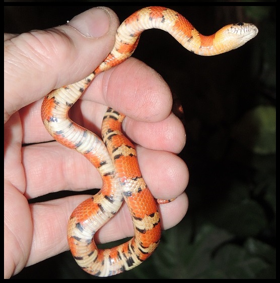 The Cricket Fiddle Instrument Co.- Mankato Minnesota