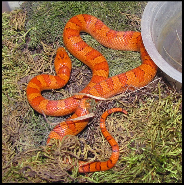 The Cricket Fiddle Instrument Co.- Mankato Minnesota