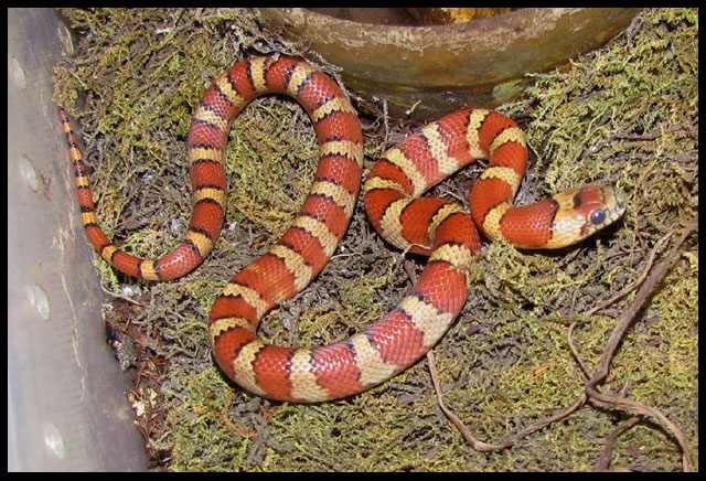 The Cricket Fiddle Instrument Co.- Mankato Minnesota
