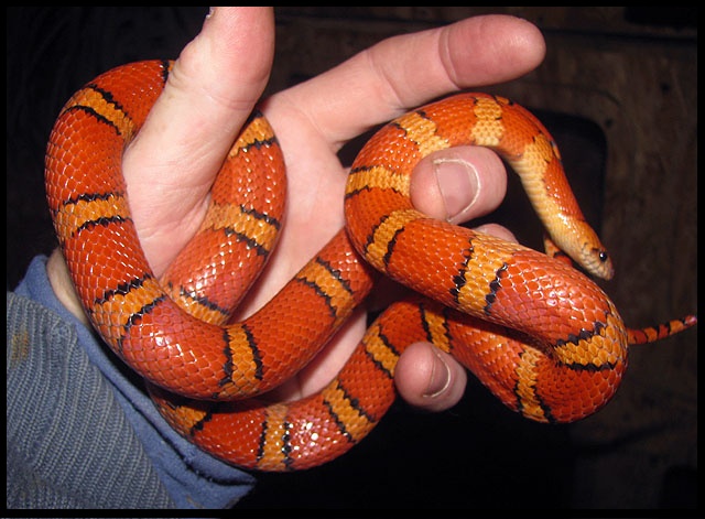 The Cricket Fiddle Instrument Co.- Mankato Minnesota