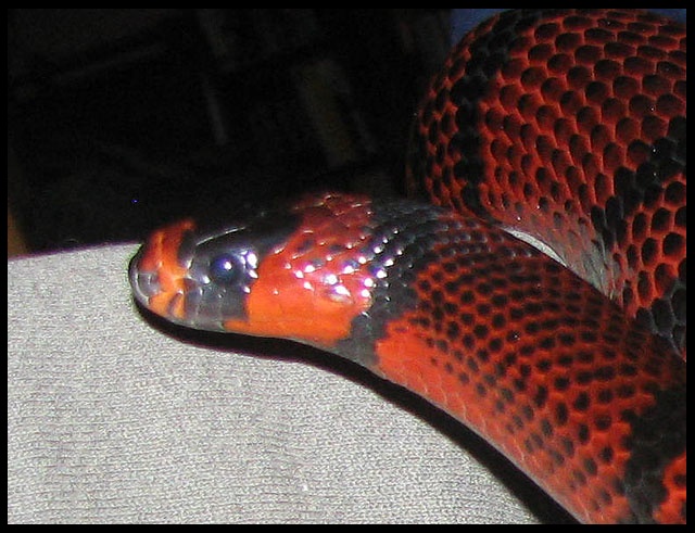 The Cricket Fiddle Instrument Co.- Mankato Minnesota