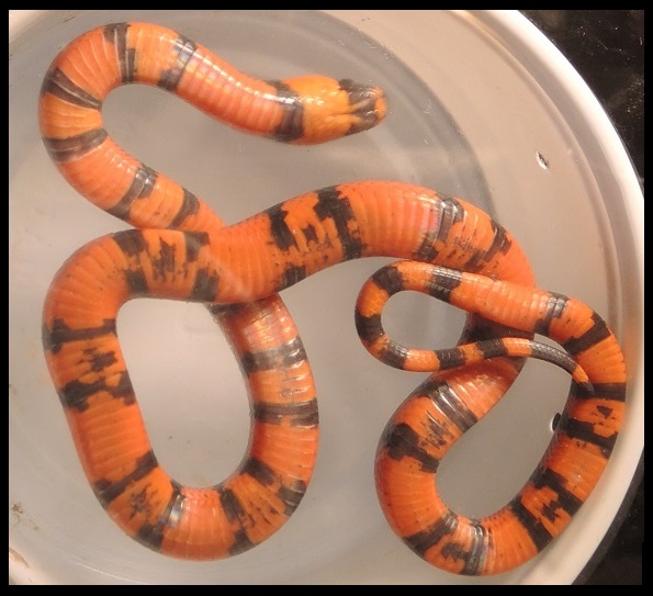 The Cricket Fiddle Instrument Co.- Mankato Minnesota