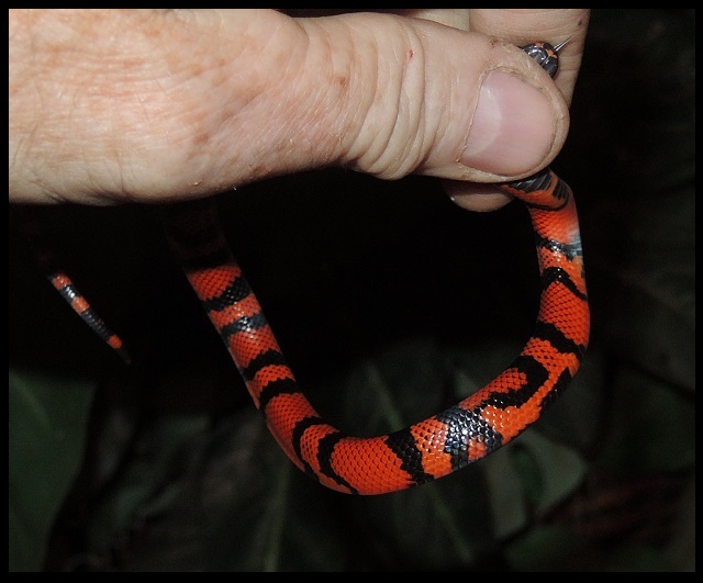 The Cricket Fiddle Instrument Co.- Mankato Minnesota