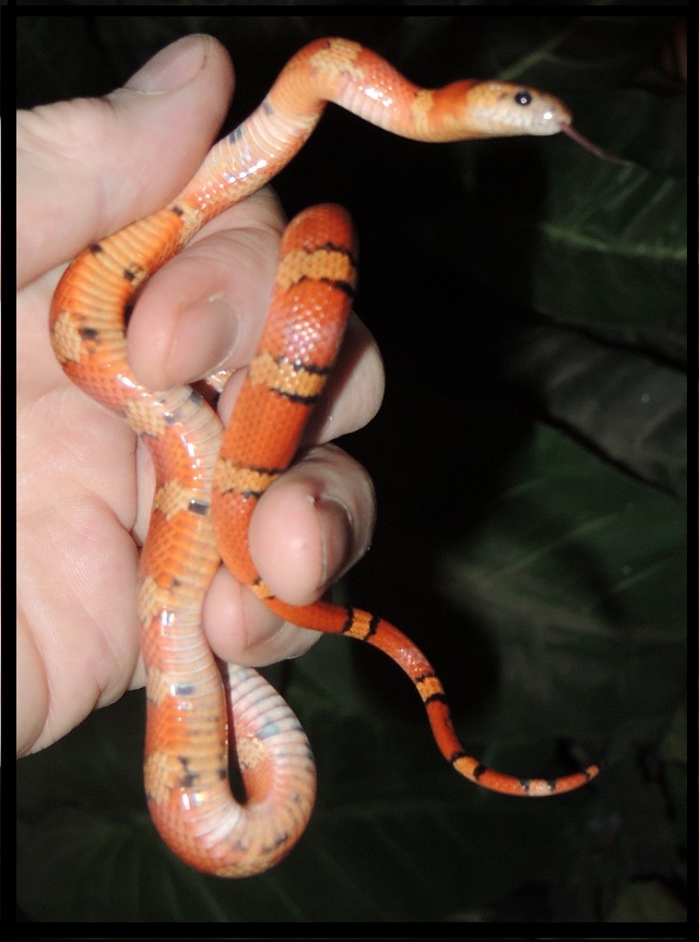 The Cricket Fiddle Instrument Co.- Mankato Minnesota