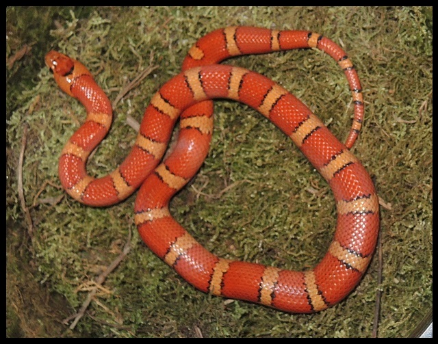 The Cricket Fiddle Instrument Co.- Mankato Minnesota