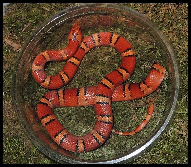 The Cricket Fiddle Instrument Co.- Mankato Minnesota